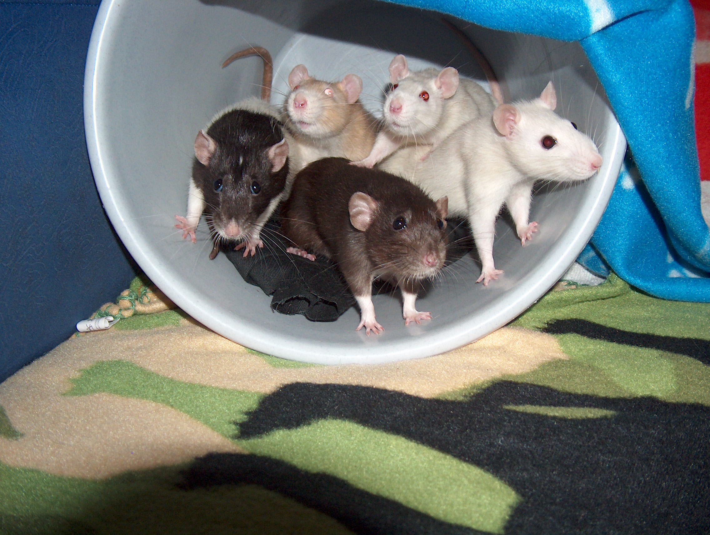 Rattige-Infos - Verhalten